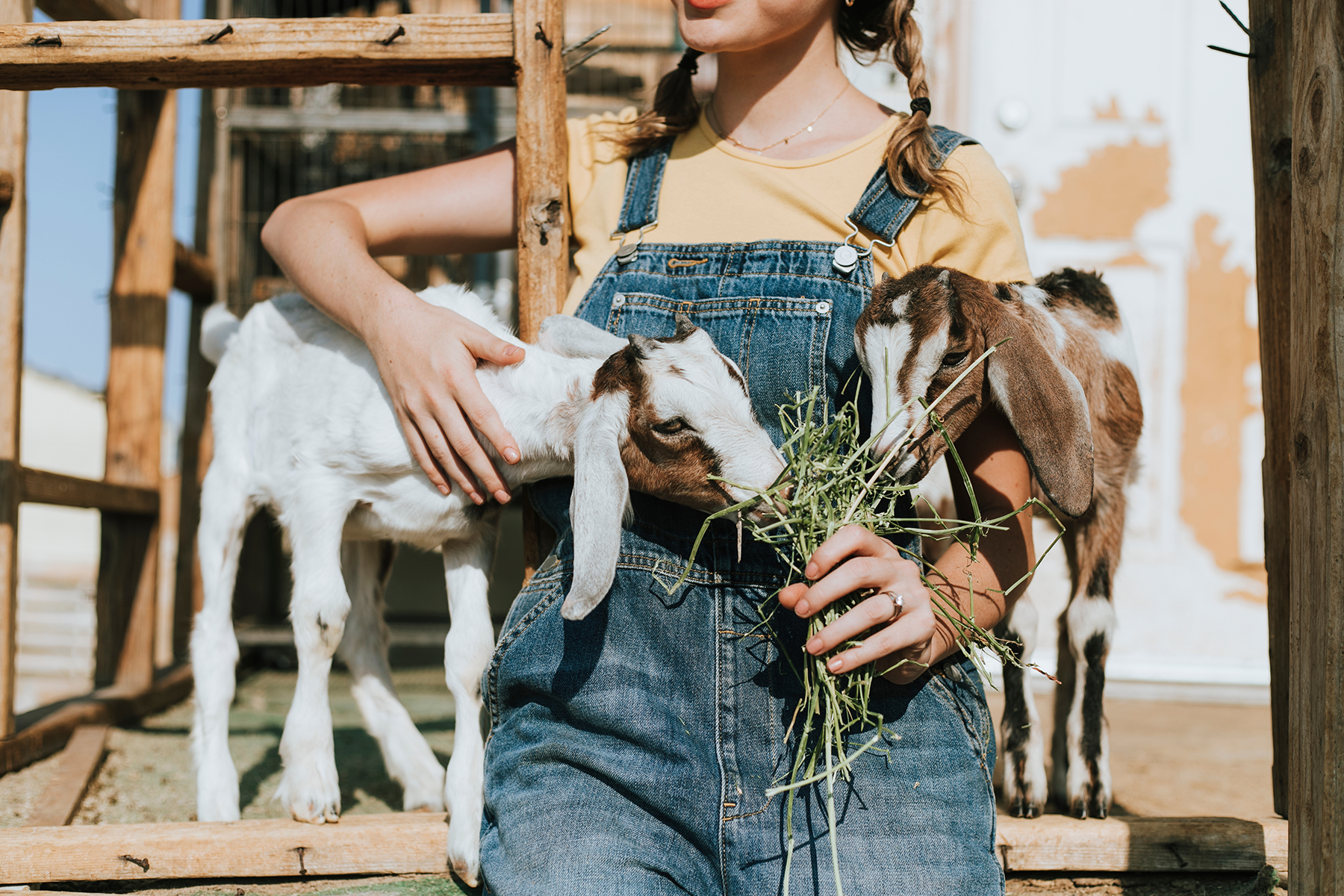 Best Farm Animals for Small Acreage – Mother Earth News